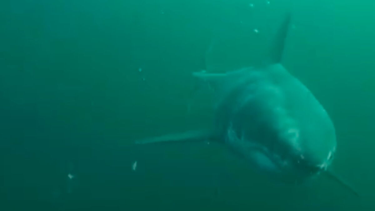 Here Is What It’s Like To Be Chased By A Great White Shark (VIDEO)