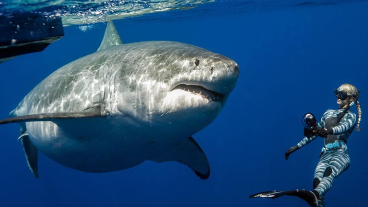 This Woman Is A Shark Whisperer: She Spends Hours With Them