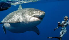 An extremely rare shark has been captured alive in Portugal