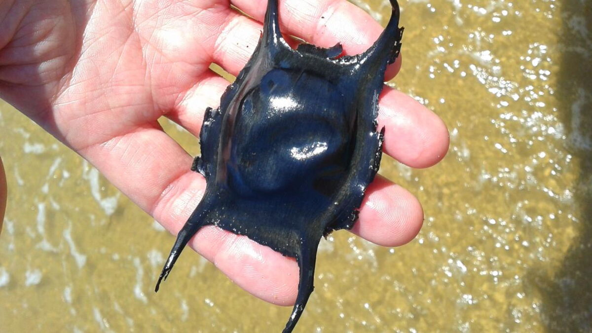 These black pouches have been found at the beach and nobody knows what ...