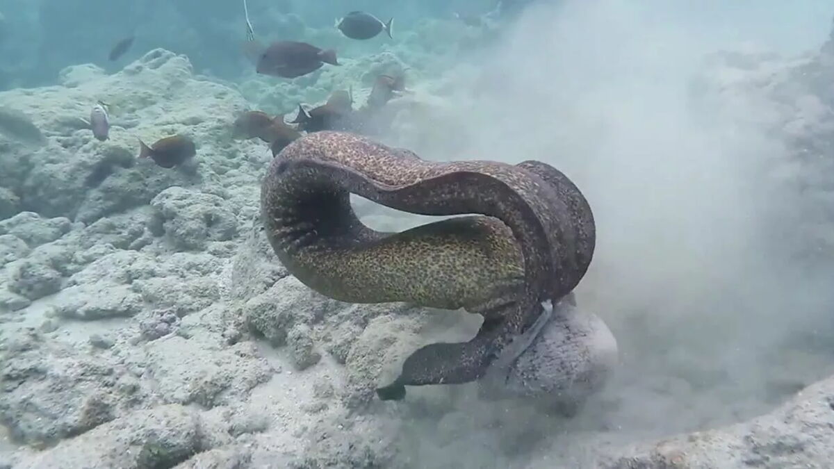 Eel vs octopus: A diver captures footage of their brutal battle