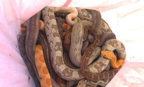 Researchers Recently Found and Took Video of a Rare Two-Headed Wolf Snake