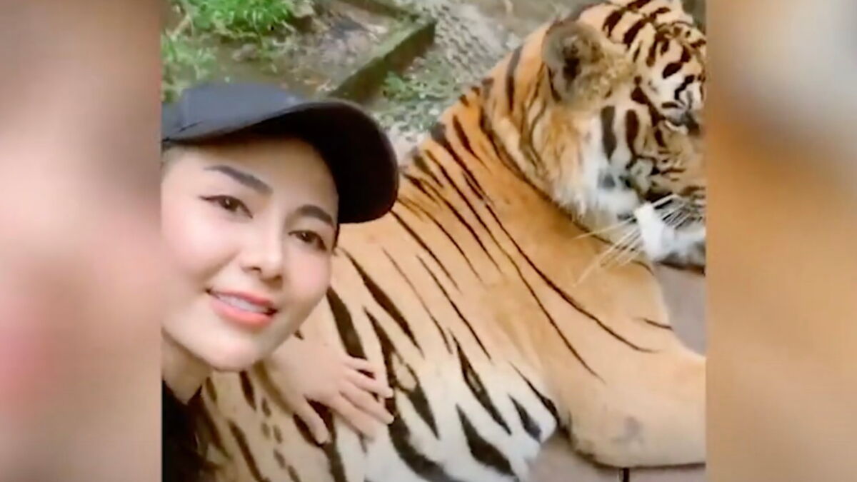 She grabbed tiger testies for internet attention, she only got criticism