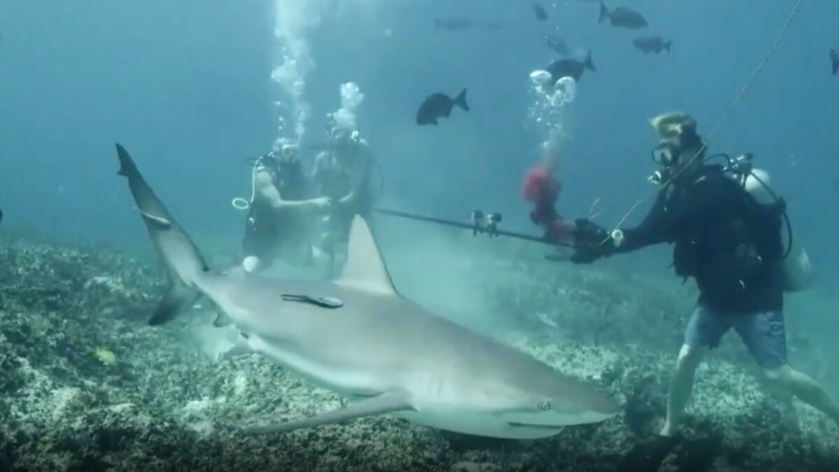 This video shows the up close and personal reaction sharks have to ...
