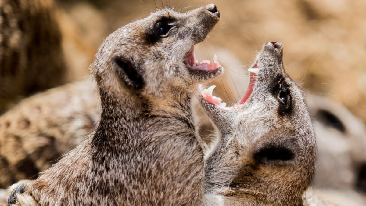 Mobs, Gangs, War Dances: The Violent Life of a Meerkat