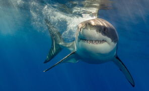 Venomous sharks have been found living in River Thames