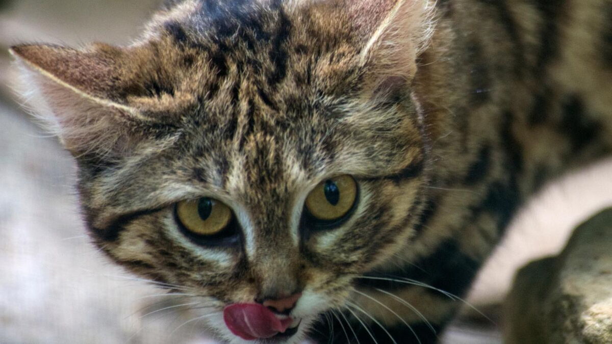 This Tiny Kitty May Be the Worlds Deadliest Feline!
