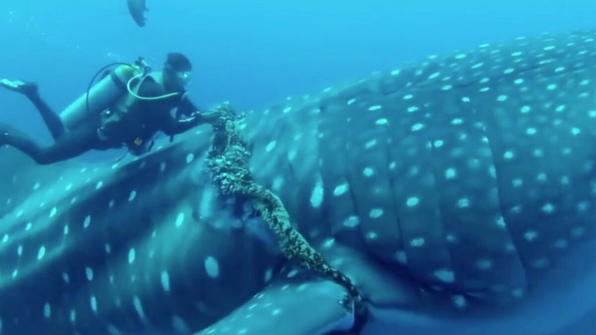 Divers rescue a whale shark that had been suffering for years