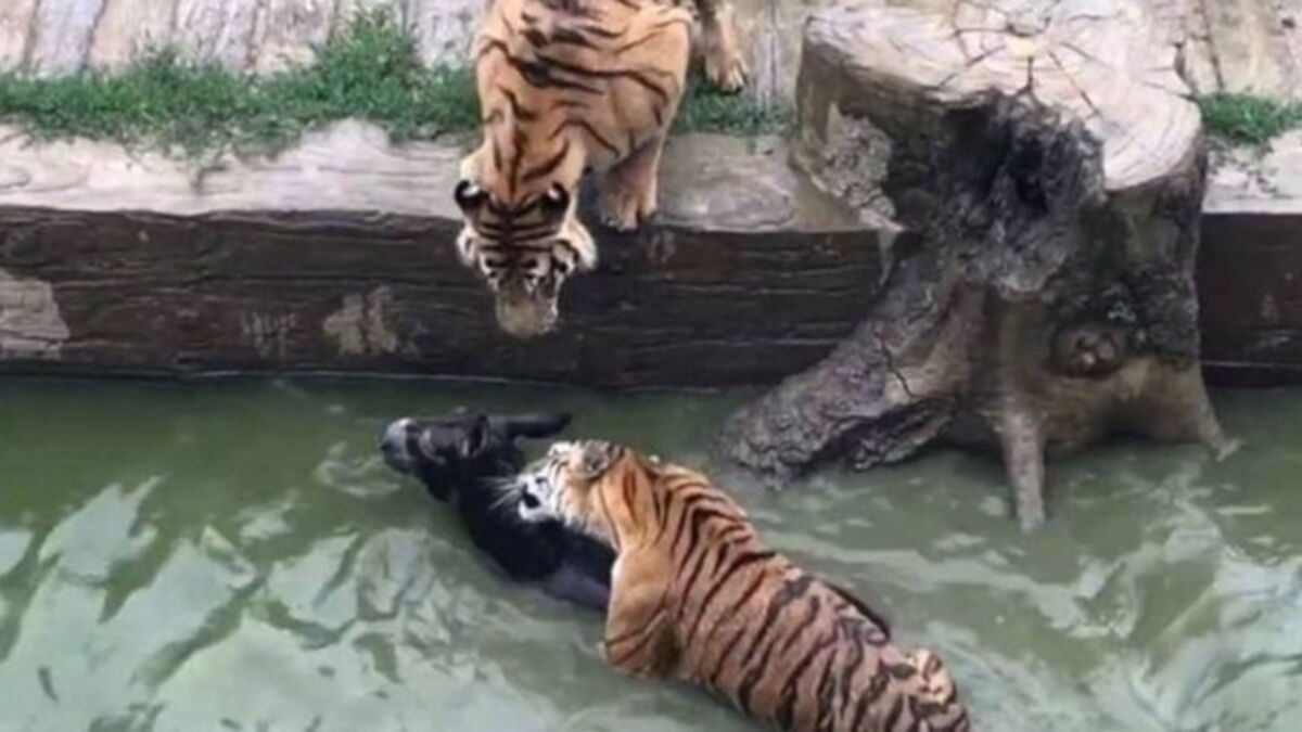 Donkey gets mauled by tigers at a Chinese zoo
