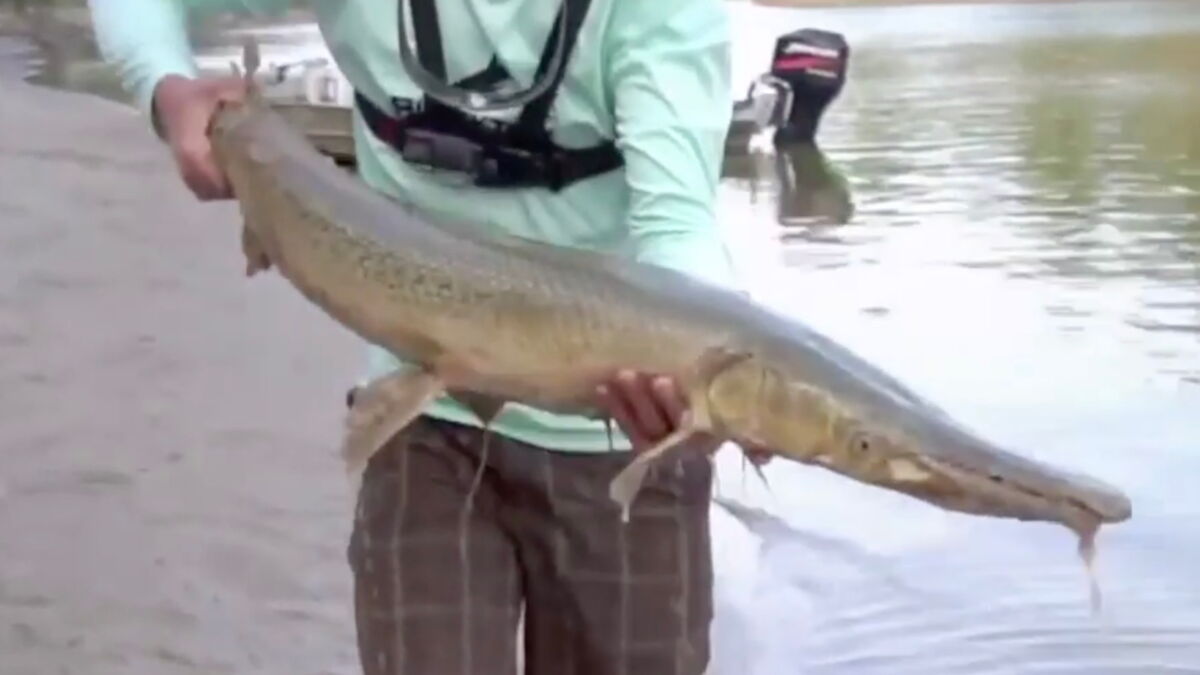 Fisherman hooked this strange prehistoric creature that looks just like ...