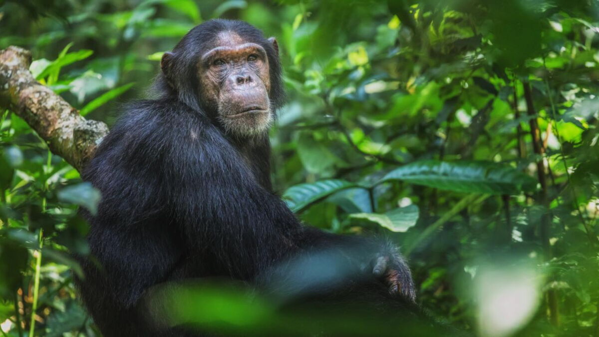 Researchers filmed an emotional chimpanzee birth that questions ...