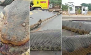 Impressive Images of an Anaconda Swallowing Its Prey (Video)