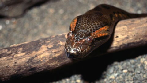Impressive Images of an Anaconda Swallowing Its Prey (Video)