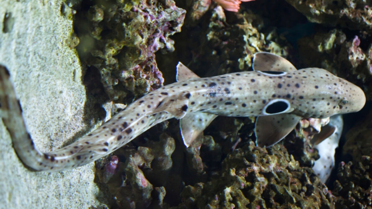 A new species of walking sharks has been discovered in Australia