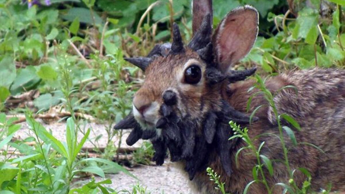 These brothers were shocked to find this mutant rabbit in their garden