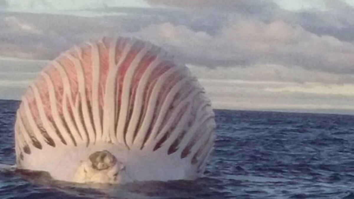 Fishermen approached mysterious ball in the ocean without knowing it ...