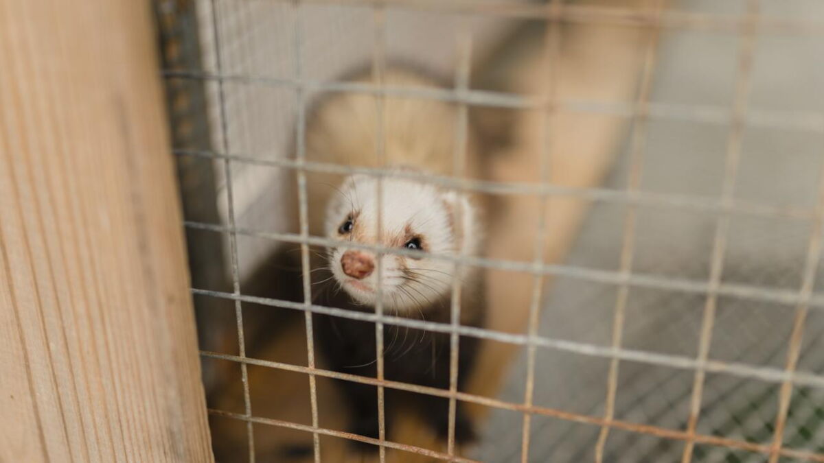 Meet Elizabeth Ann, the first clone of an endangered species of ferret