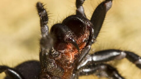Horrifying spider webs smother entire Australian region after floods
