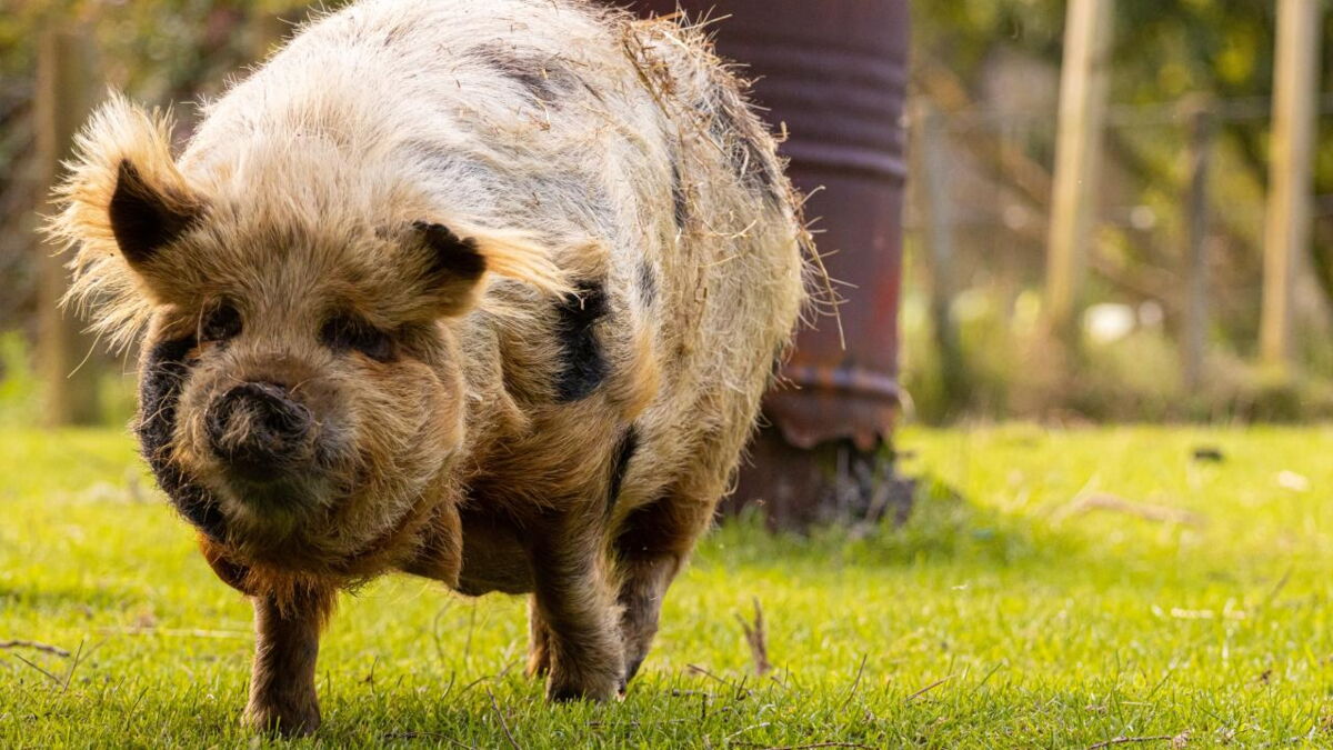 Hunter discovers something strange as he dissects a wild boar