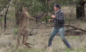 Shocking Footage Shows a Man Punching a Kangaroo In the Face