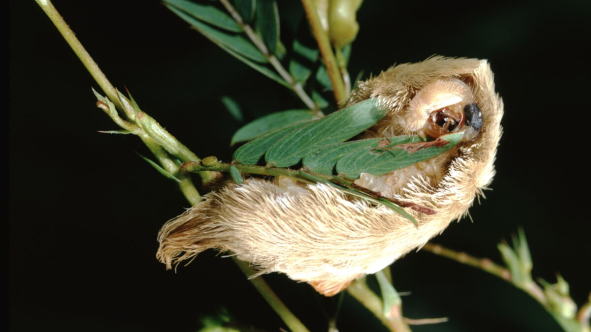 Meet the puss caterpillar, as cute as it is dangerous