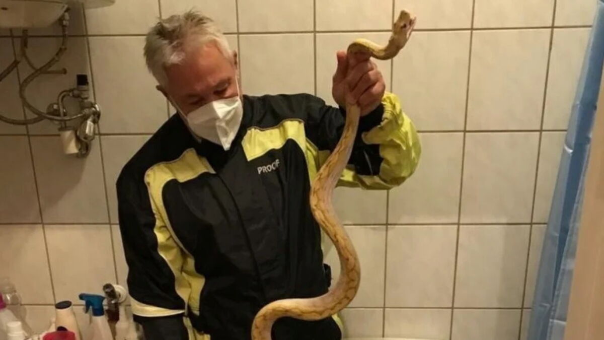 Deadly python attacks man’s testicles while on the toilet