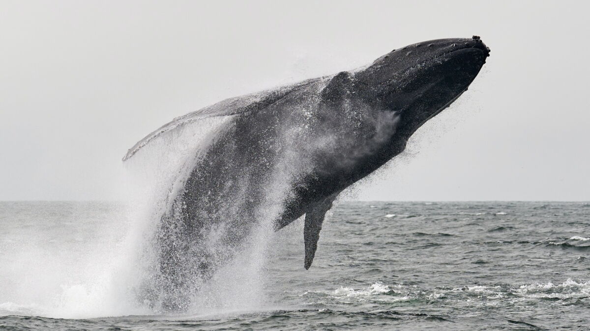 Freaky fingers discovered underneath whale’s flipper