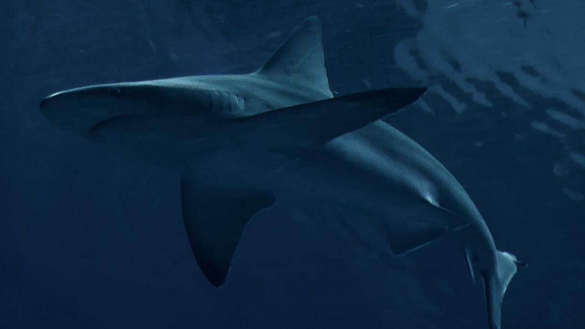 Venomous sharks have been found living in River Thames