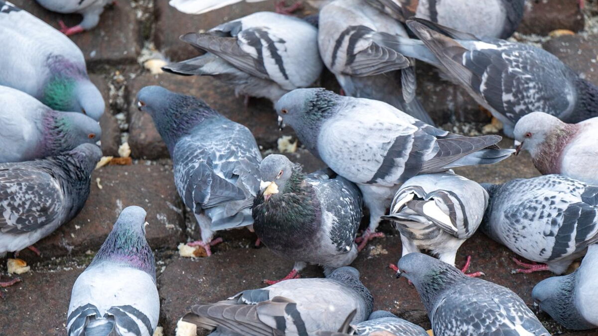 Man fined £1K for disturbing neighbours with his pet pigeons