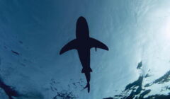 An extremely rare shark has been captured alive in Portugal