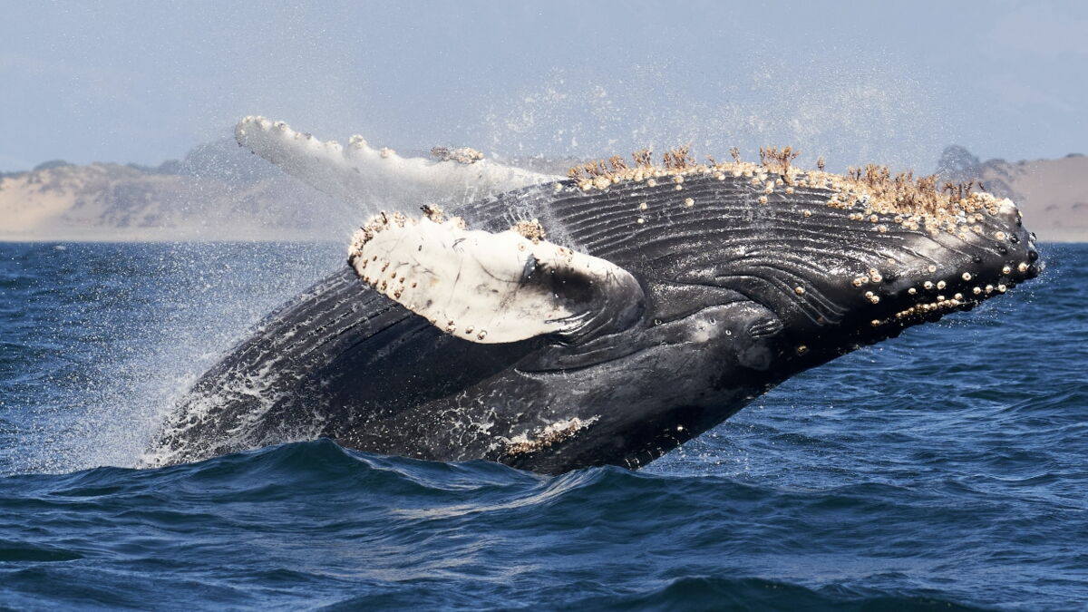 Rare 50 ft whale captured doing something unbelievable on camera (VIDEO)