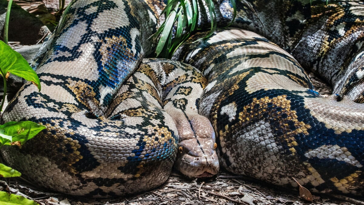23 foot-long python swallows woman in Indonesia