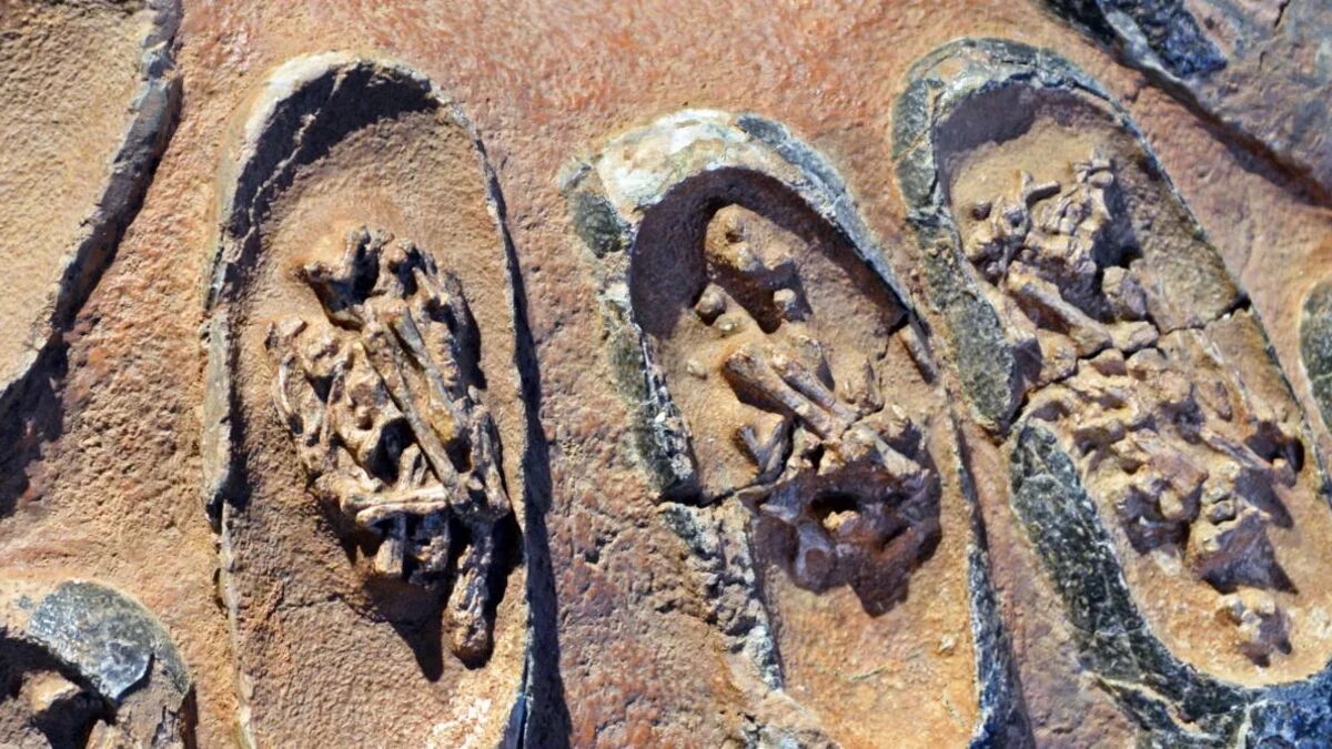 DNA found in 75-million-year-old dinosaur fossil proves organic ...