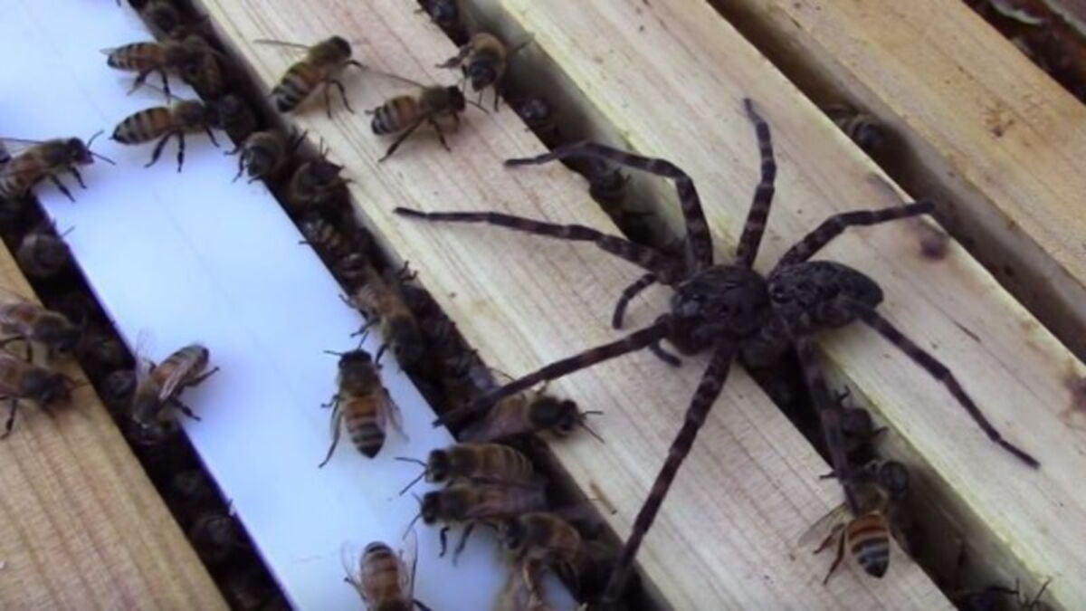 Watch as these bees defend their hive from a fishing spider (Video)