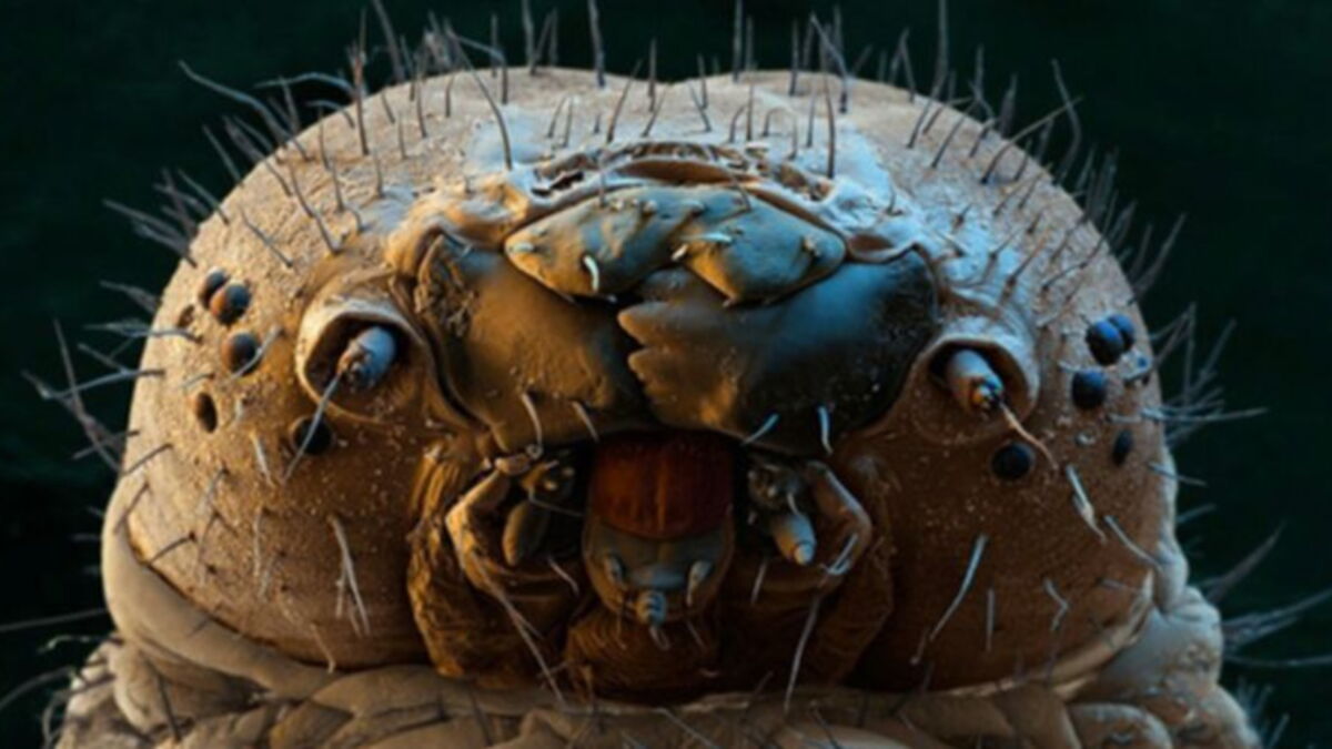 This Terrifying Micro Spider Is Probably Crawling Across Your Face ...