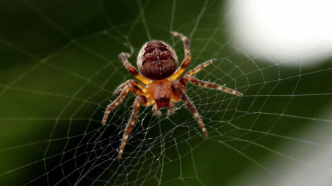 He Discovered A Terrifying ‘Half Spider, Half Scorpion’ While Working ...