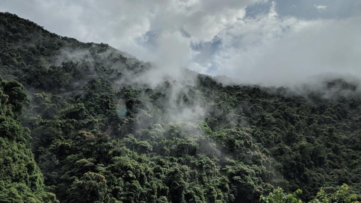 The Amazon rainforest is now releasing more carbon pollution than it is ...