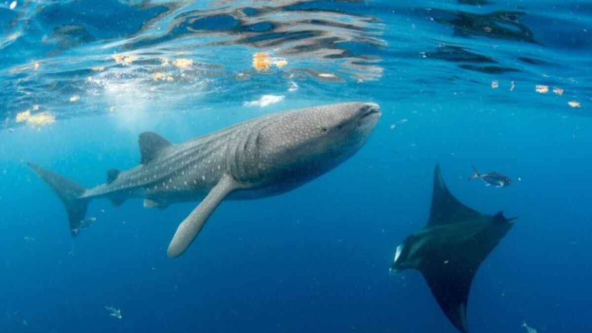Footage of man riding a whale shark has gone viral