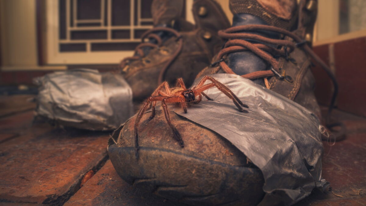 These Deadly Spiders In Australia Proliferate Dangerously With Fire And ...