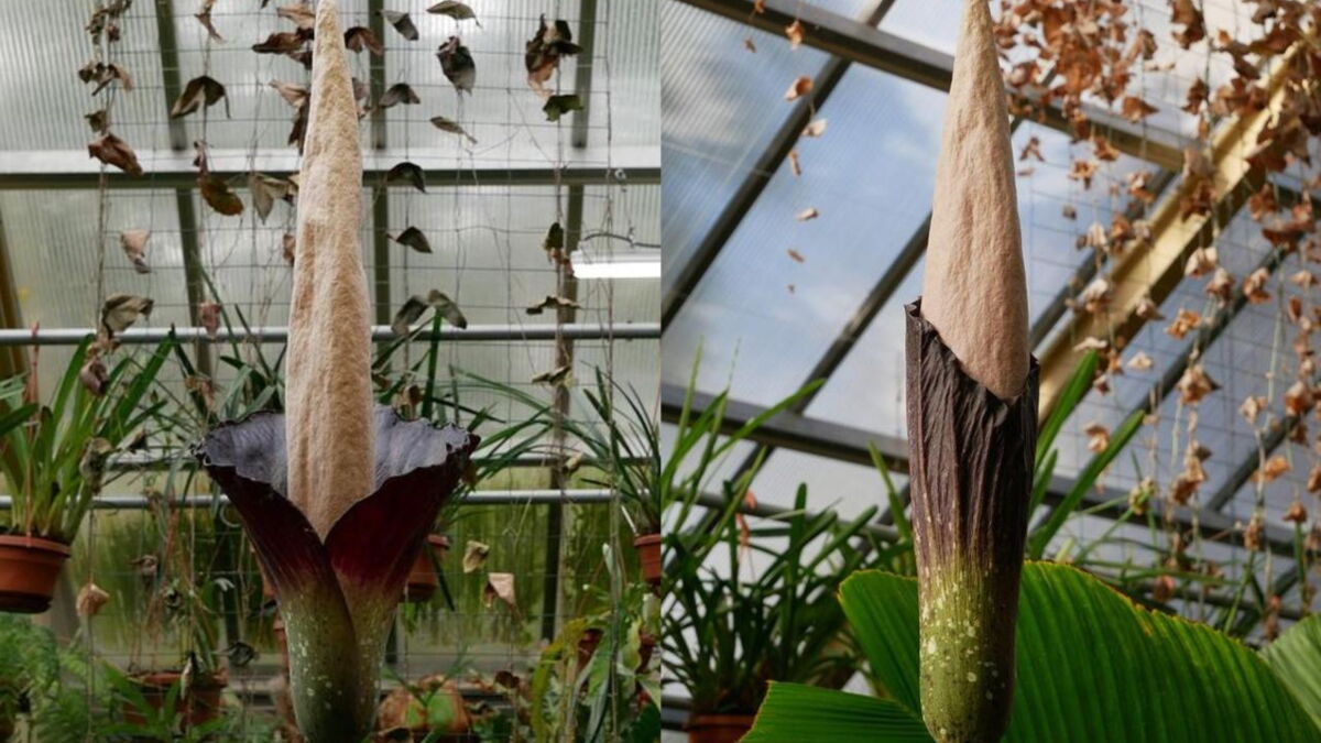 Stinky 'penis plant’ blooms for the first time in 24 years