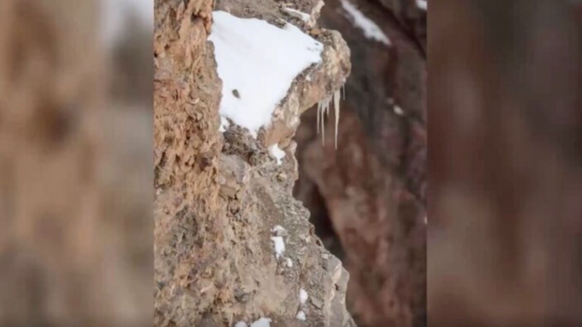 Brain teaser: Can you spot the leopard in this photo?