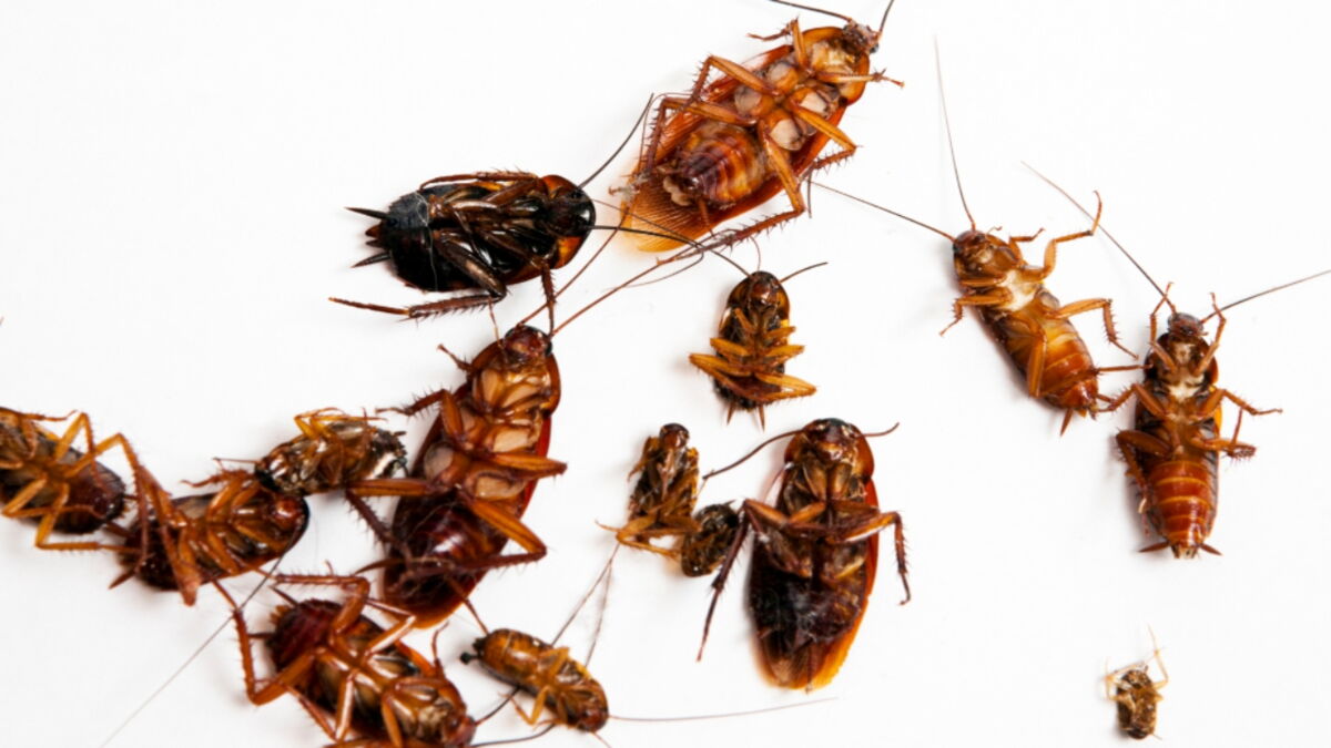 This man was living with a dozen cockroaches in his ear