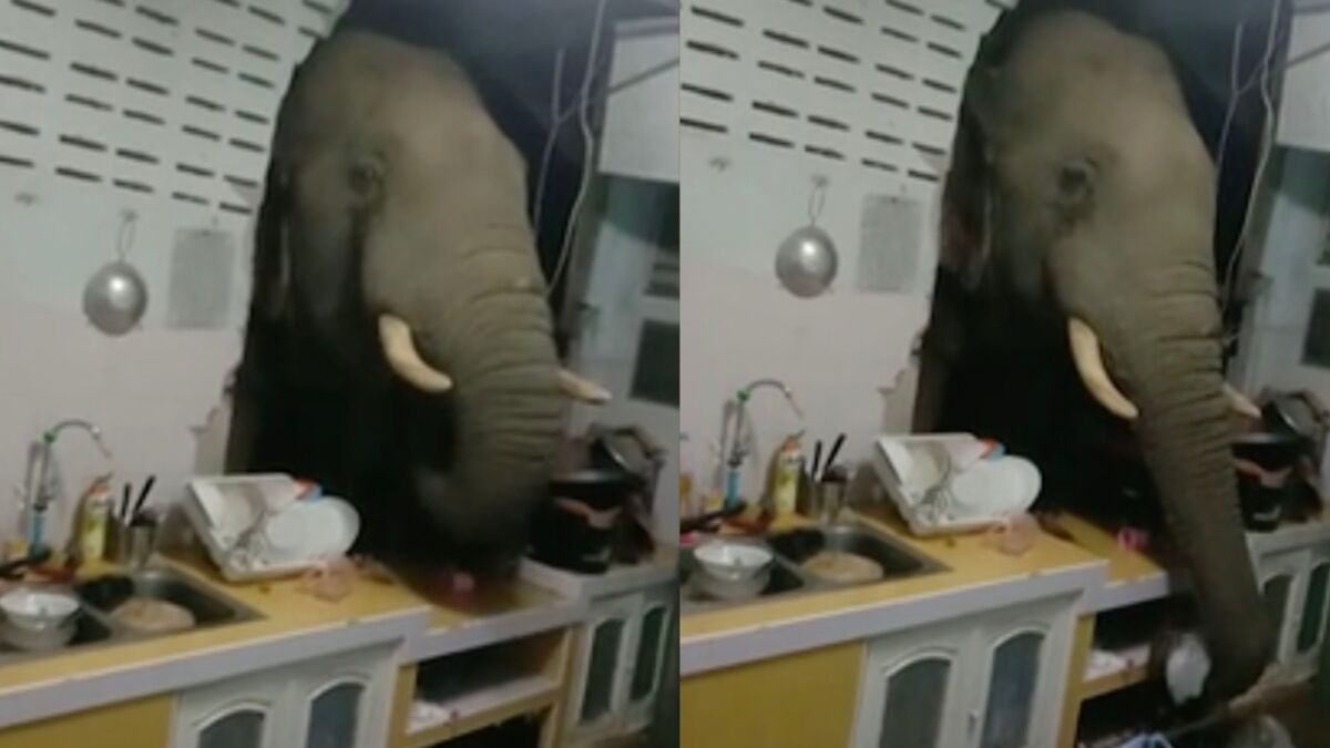 Elephant breaks into woman's kitchen for a late-night snack