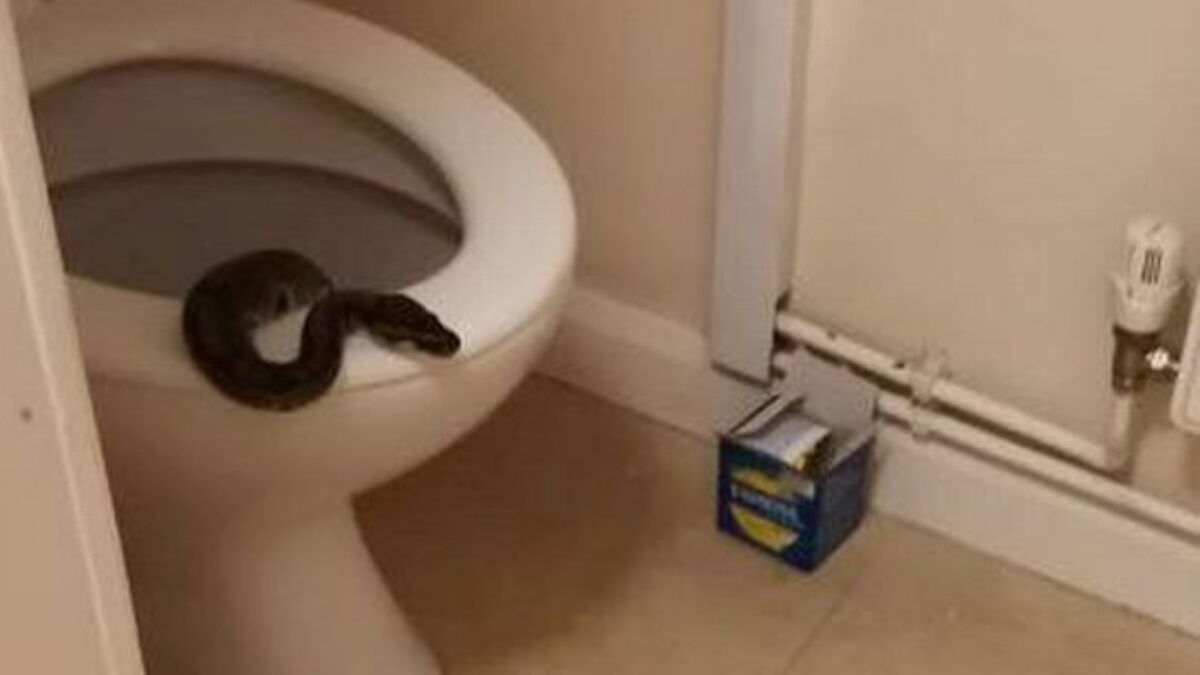 Woman terrified to find python sticking its head out of her toilet at 5am