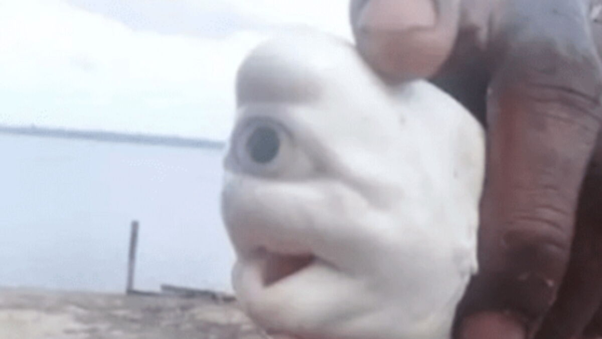 Fishermen find a rare 'cyclop' shark while fishing