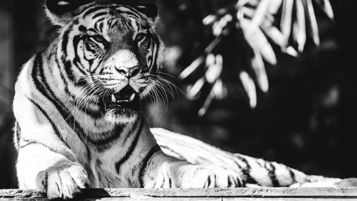 An ultra-rare black tiger in India was caught on camera for the first time