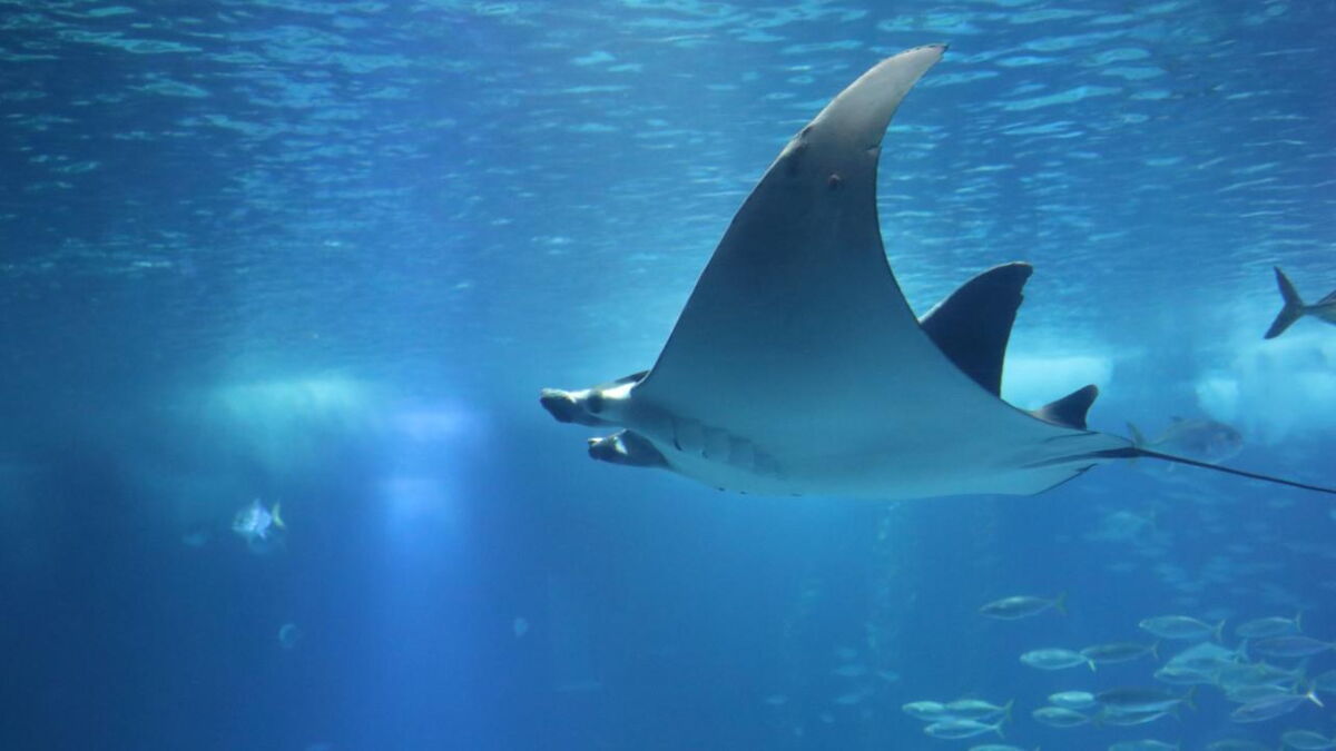 Divers save a giant manta ray stuck in a fishing net