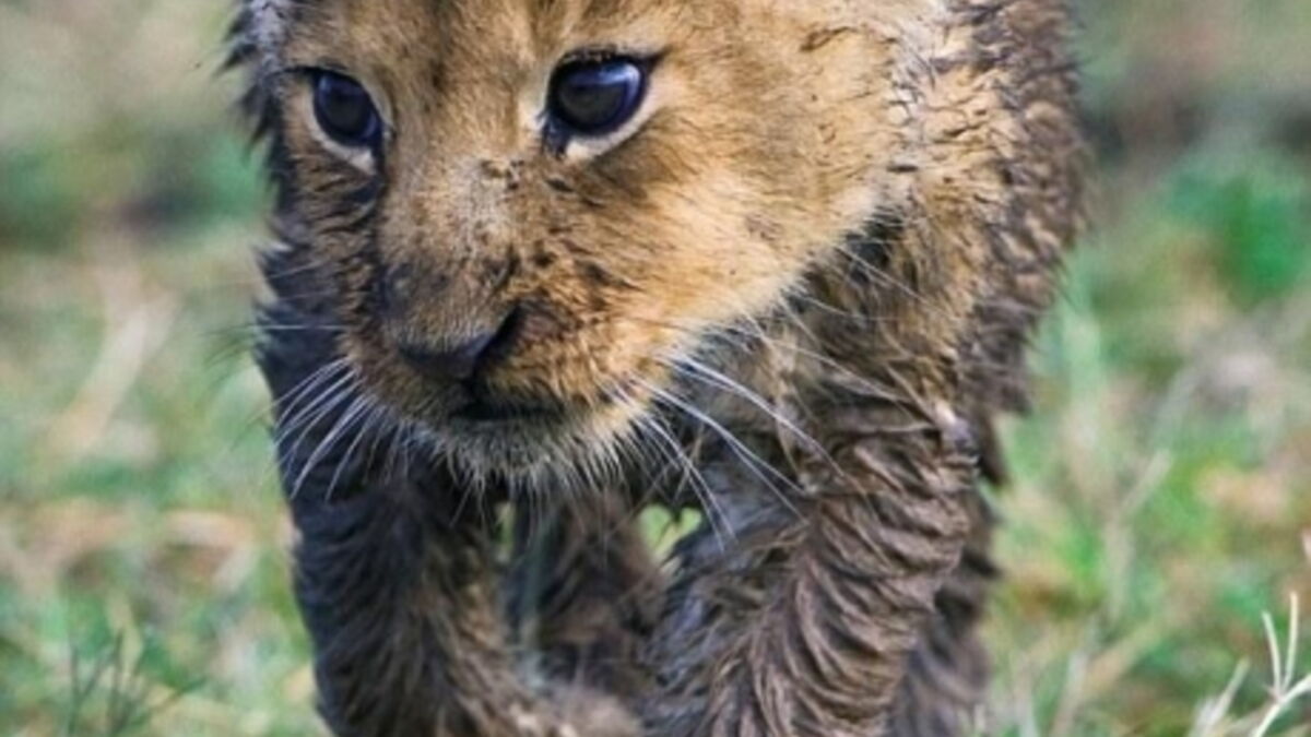L’émission "Big Cat Diary" s’arrête après 10 ans de reportages