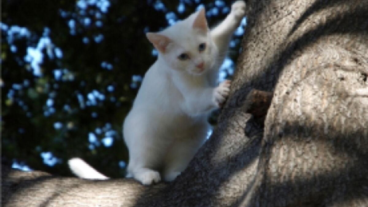 Un chaton coincé en haut d'un arbre à 21 mètres du sol, en images