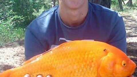 En images, les dix animaux les plus incroyables